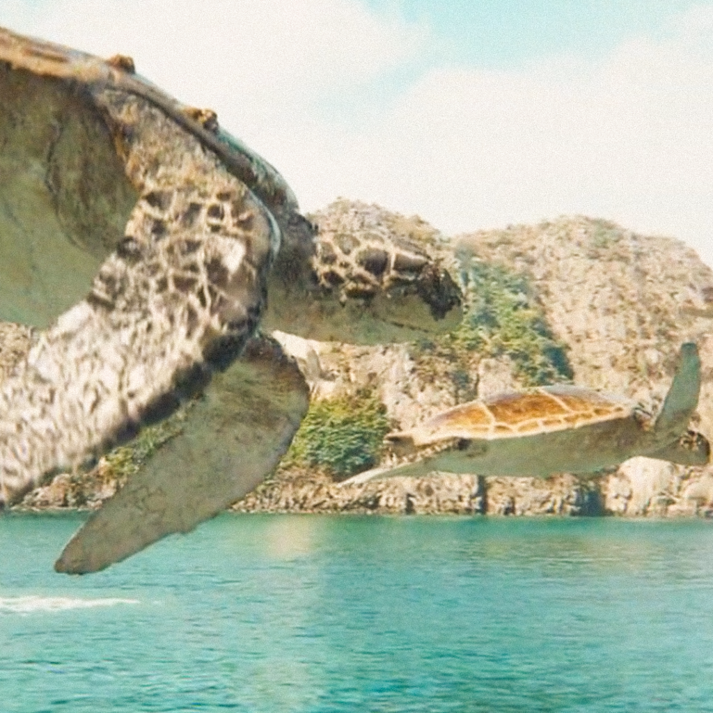 Pes Motion Studio - Turtles - Pes Motion Studio